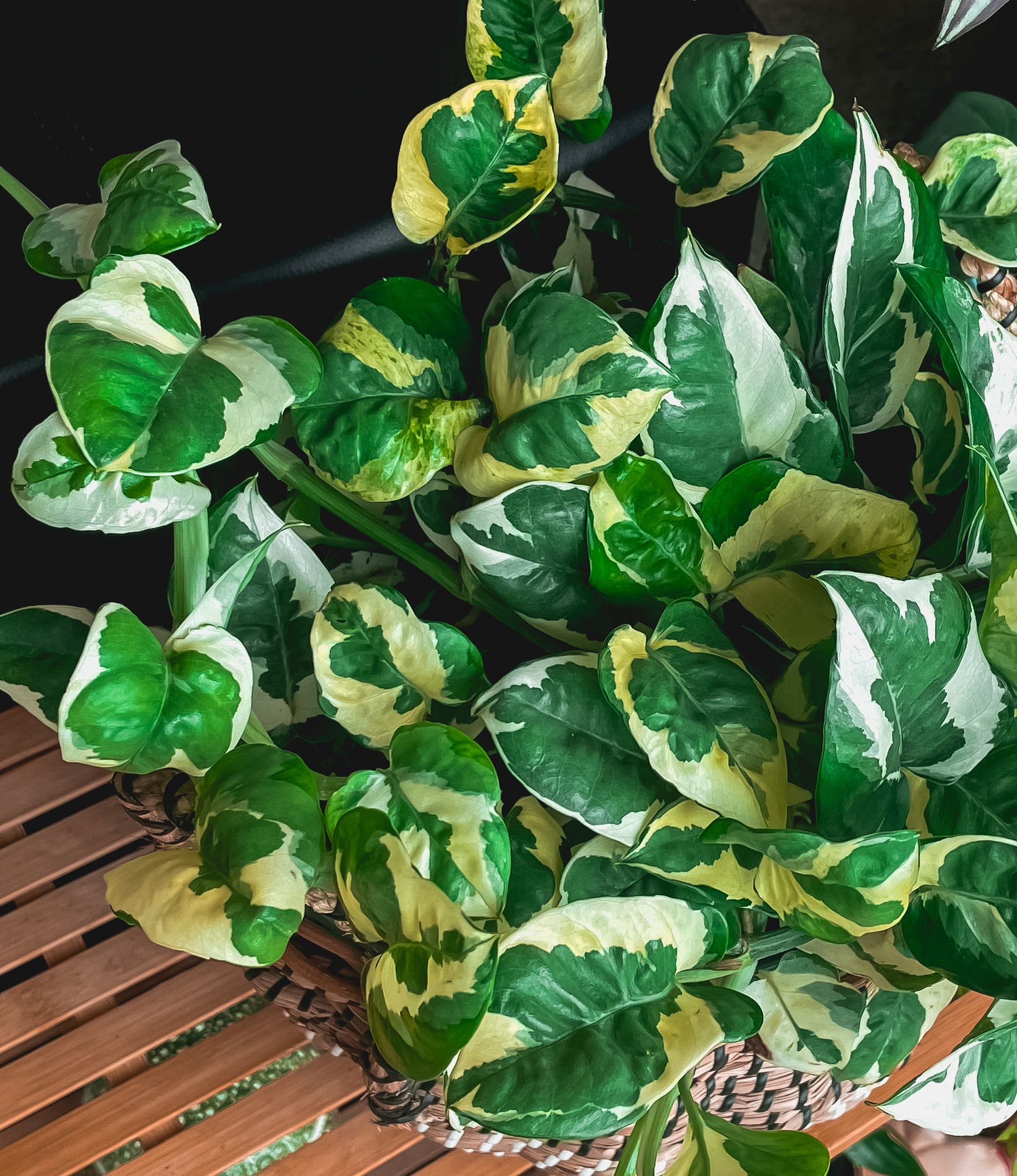 How To Propagate Pothos – Plant Cuttings New Zealand